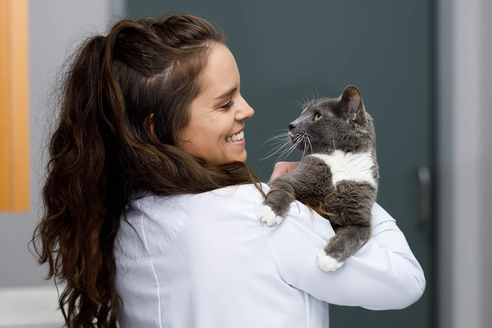 Boarding The Cat Care Clinic Veterinary Services Orange CA Cat Boarding The Cat Care Clinic Veterinary Services Orange CA Cat