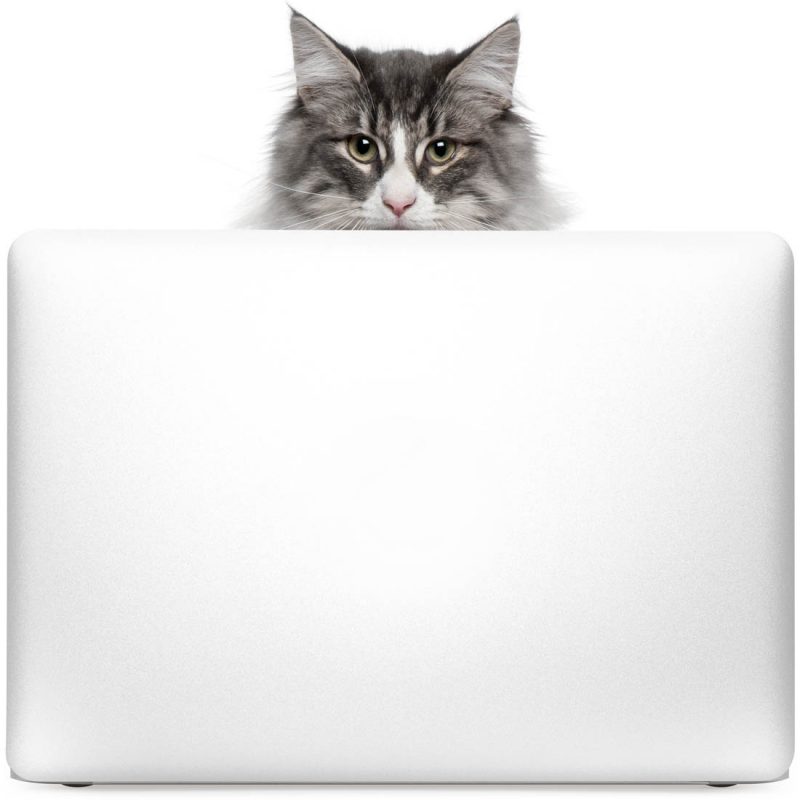 Cat Links – The Cat Care Clinic Veterinary Services Orange, CA – Cat ...